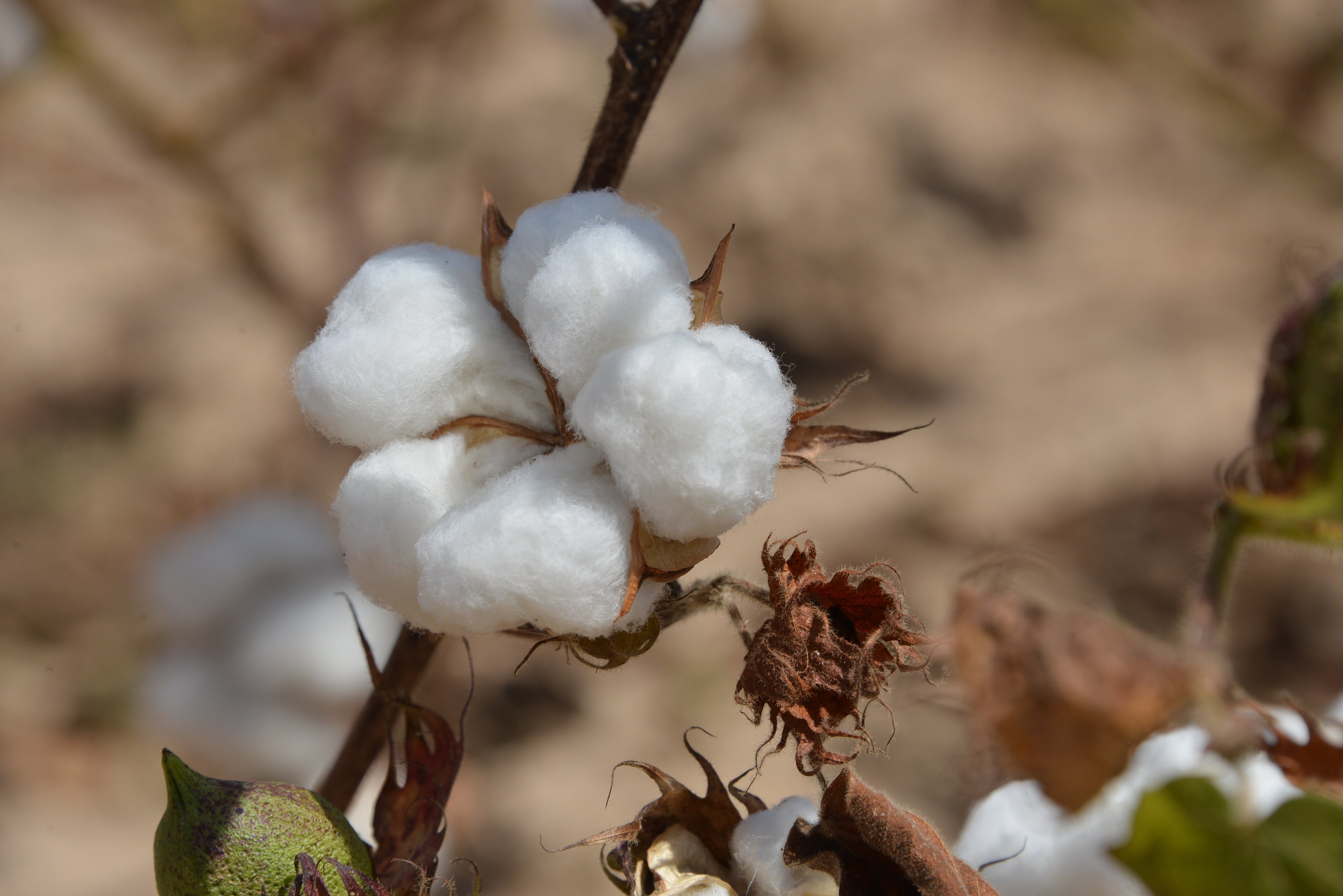 Tout savoir sur le coton bio – La Frenchie by Labonal